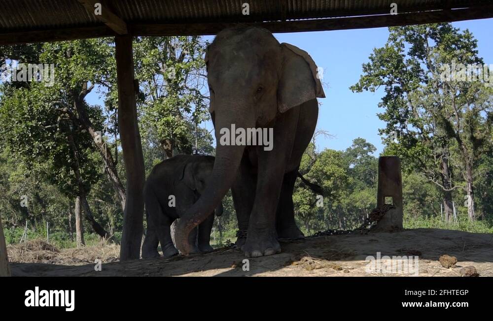 Calf shelter Stock Videos & Footage - HD and 4K Video Clips - Alamy