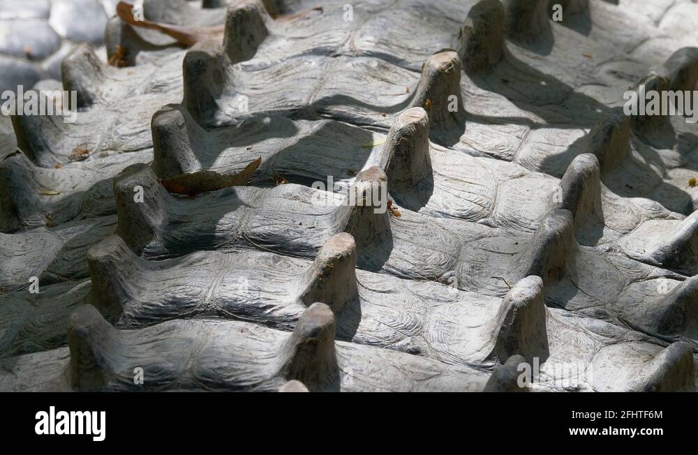 Croc scales Stock Videos & Footage - HD and 4K Video Clips - Alamy