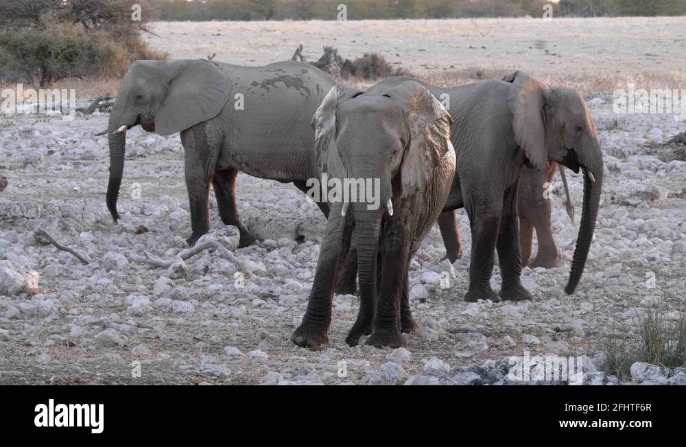 Grey elephants Stock Videos & Footage - HD and 4K Video Clips - Alamy
