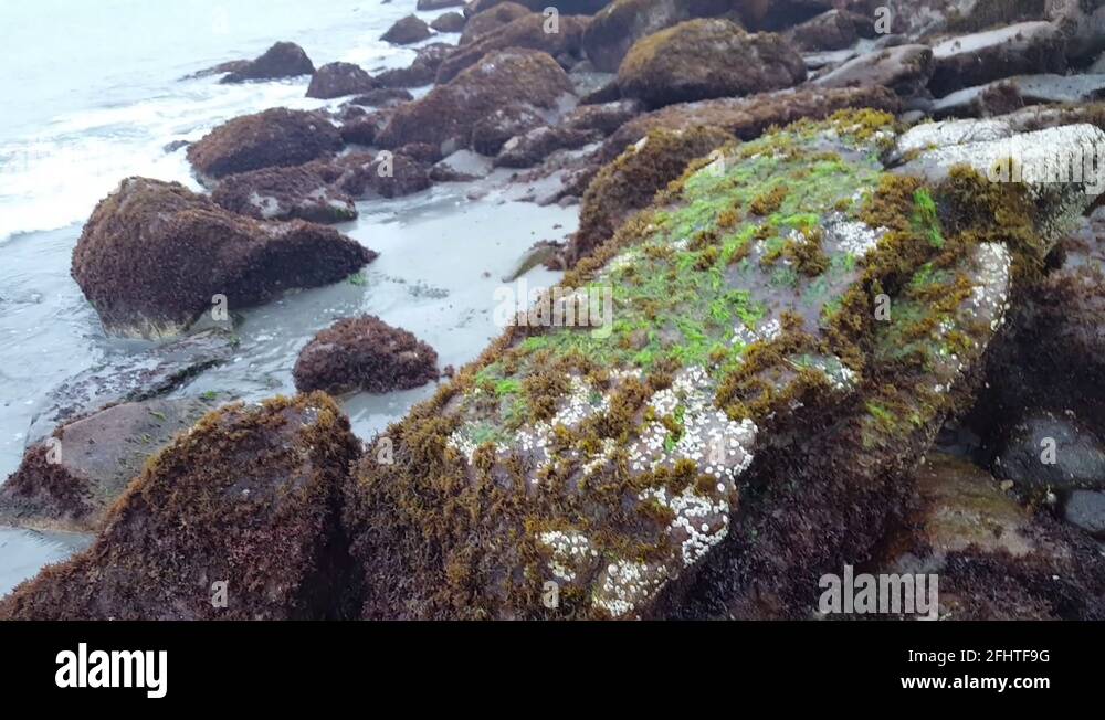 Weed rock Stock Videos & Footage - HD and 4K Video Clips - Alamy