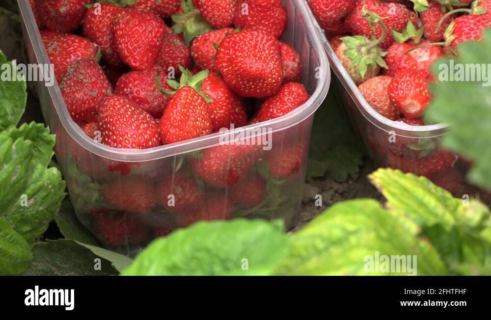 Field of strawberry fruits Stock Videos & Footage - HD and 4K Video ...