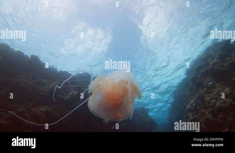 Cnidaria jellyfish tentacle Stock Videos & Footage - HD and 4K Video ...