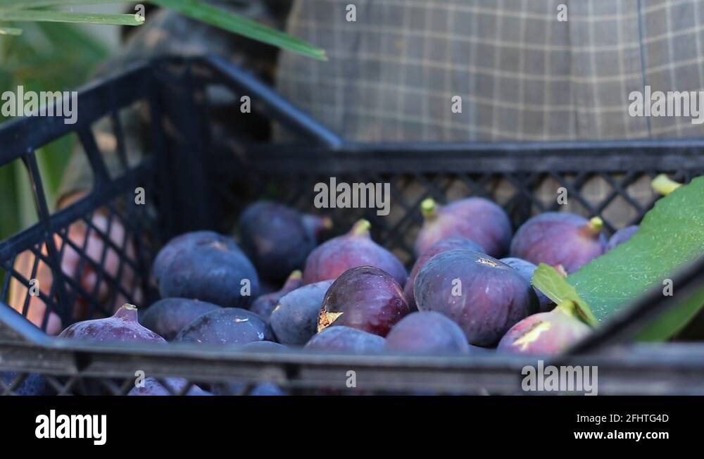 Fruits fig anjeer tree Stock Videos & Footage - HD and 4K Video Clips ...