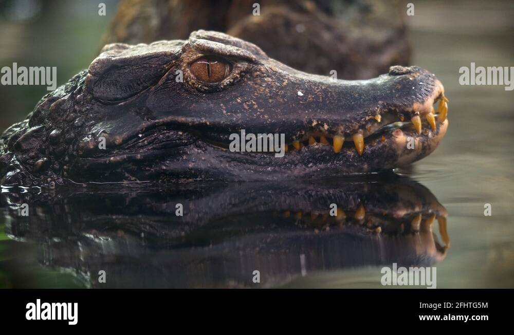 Cuvier's dwarf caiman (Paleosuchus palpebrosus Stock Video Footage - Alamy