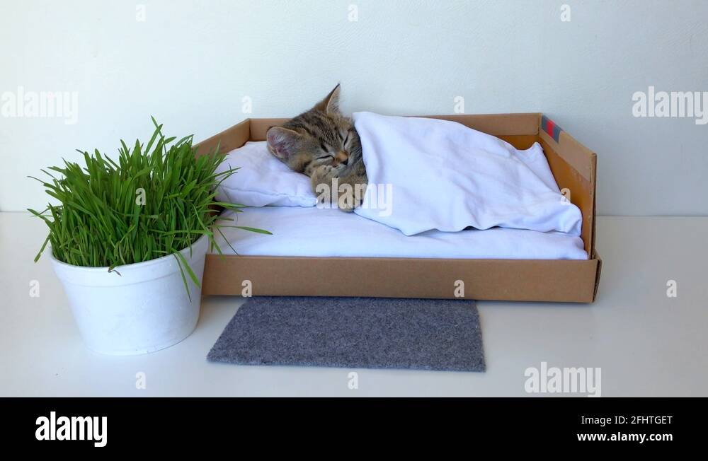 Marble tabby Stock Videos & Footage - HD and 4K Video Clips - Alamy