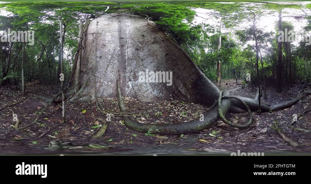 Forest big tree 360 Stock Videos & Footage - HD and 4K Video Clips - Alamy