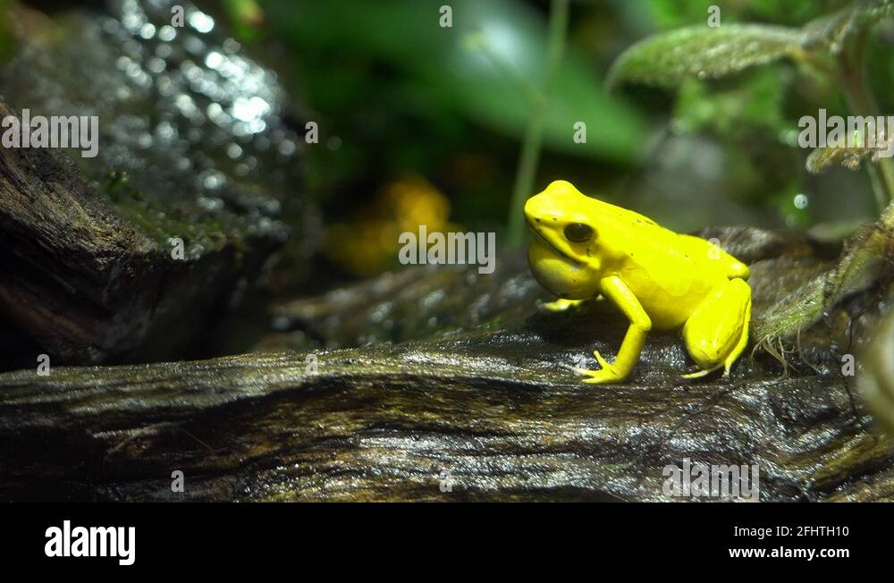 Happy tree frog Stock Videos & Footage - HD and 4K Video Clips - Alamy