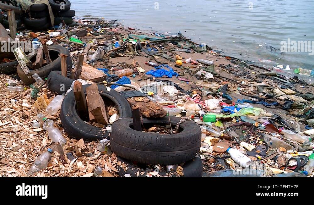 Feeding on garbage Stock Videos & Footage - HD and 4K Video Clips - Alamy