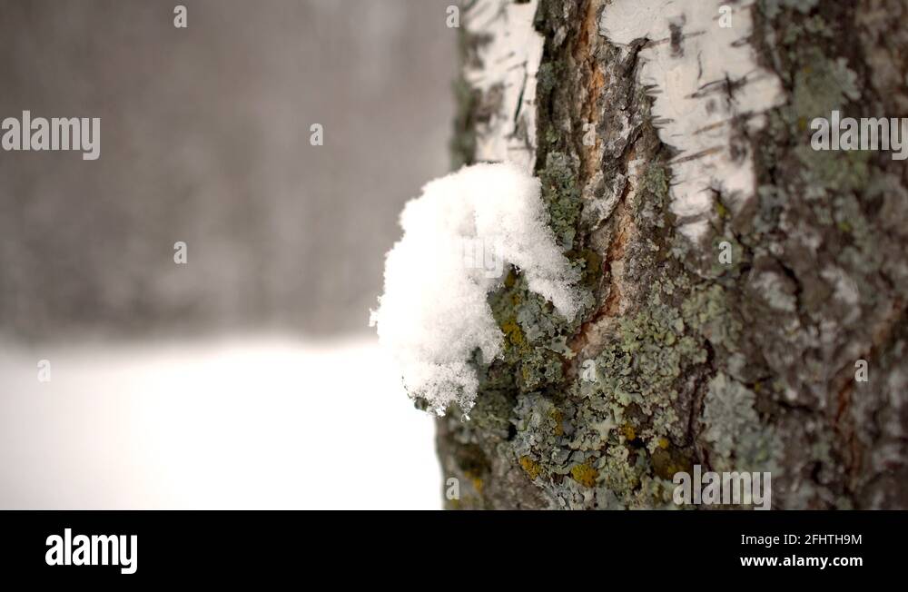 Snow blob on birch tree close up winter with blurry snowy background ...