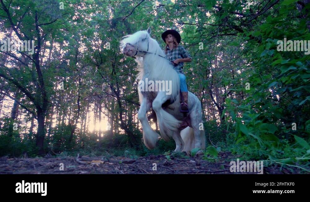 White horse rearing rider Stock Videos & Footage - HD and 4K Video ...