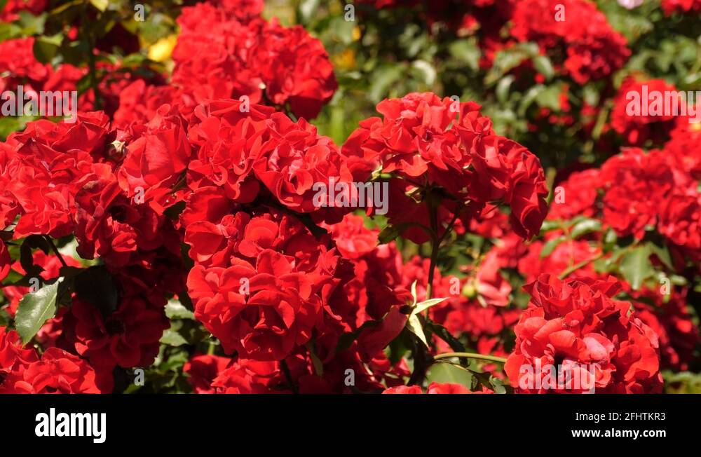Red tea rose Stock Videos & Footage - HD and 4K Video Clips - Alamy
