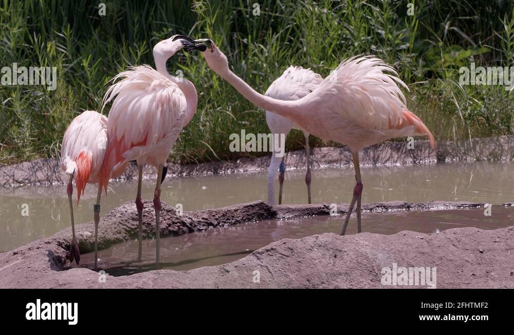 Animals biting each other Stock Videos & Footage - HD and 4K Video ...