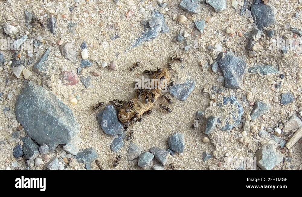 Dead caterpillar Stock Videos & Footage - HD and 4K Video Clips - Alamy