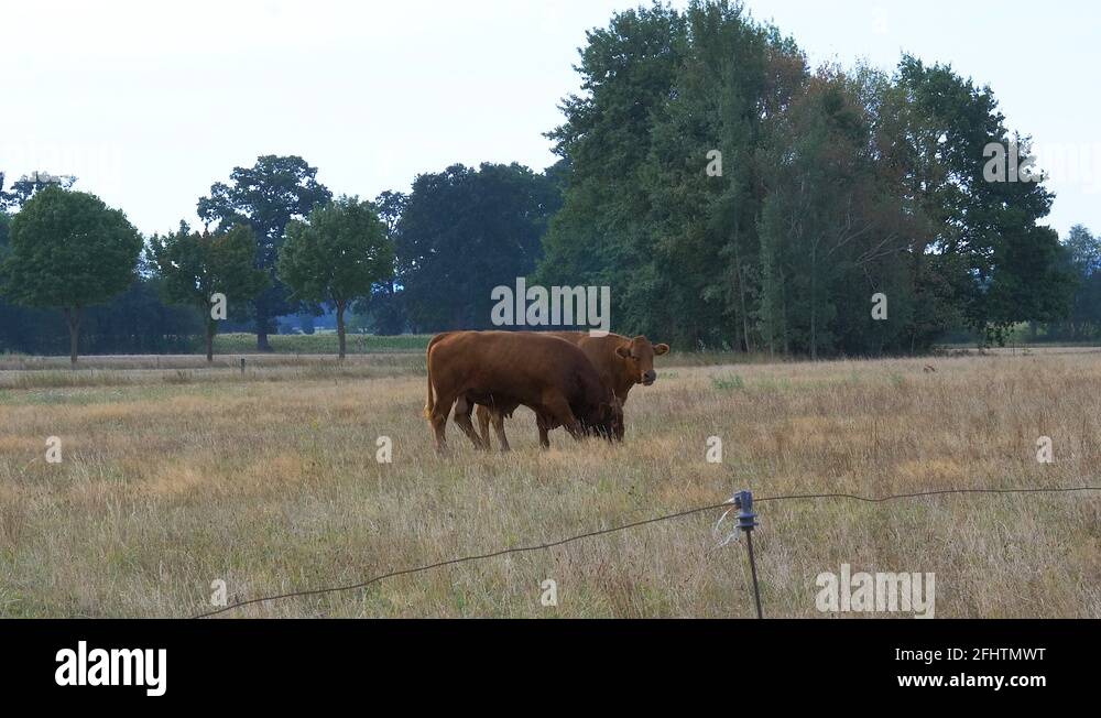 Red cattle Stock Videos & Footage - HD and 4K Video Clips - Alamy