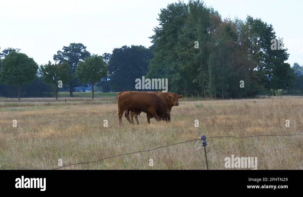 2 German red cattle cows in the pasture Stock Video Footage - Alamy