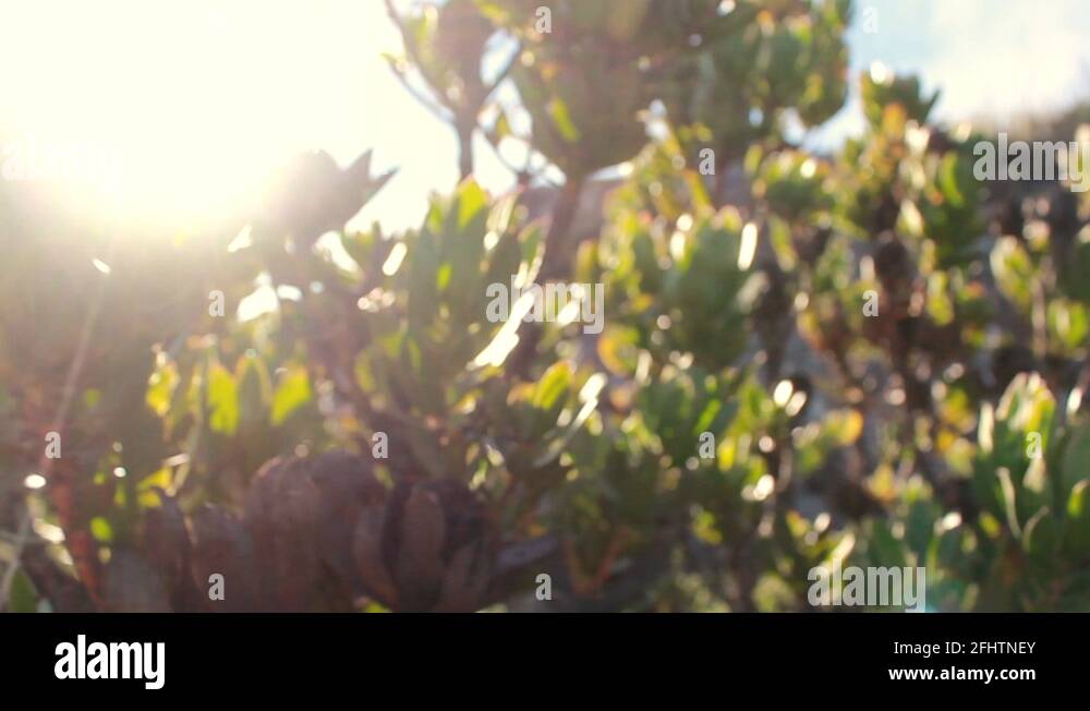 Table mountain plants Stock Videos & Footage - HD and 4K Video Clips ...