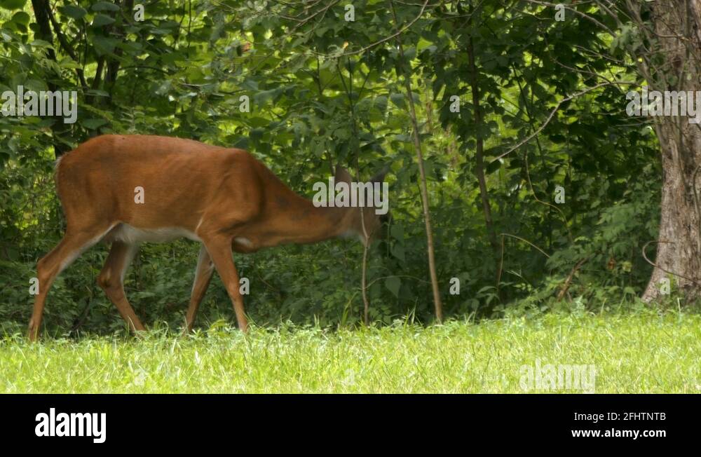 Young doe Stock Videos & Footage - HD and 4K Video Clips - Alamy