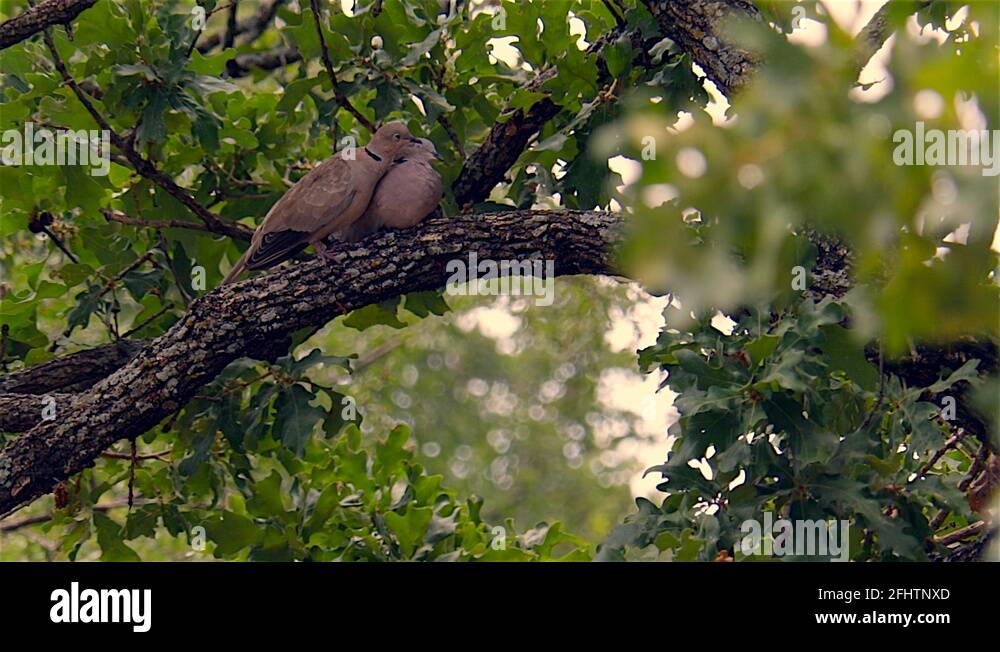 Birds in oak tree Stock Videos & Footage - HD and 4K Video Clips - Alamy
