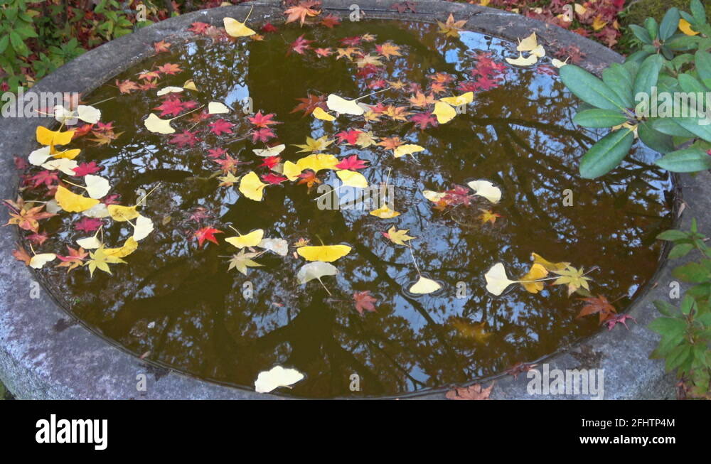 Japanese water jar Stock Videos & Footage - HD and 4K Video Clips - Alamy