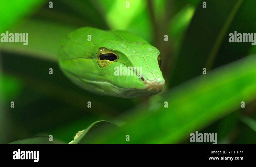 Snake eye close up Stock Videos & Footage - HD and 4K Video Clips - Alamy
