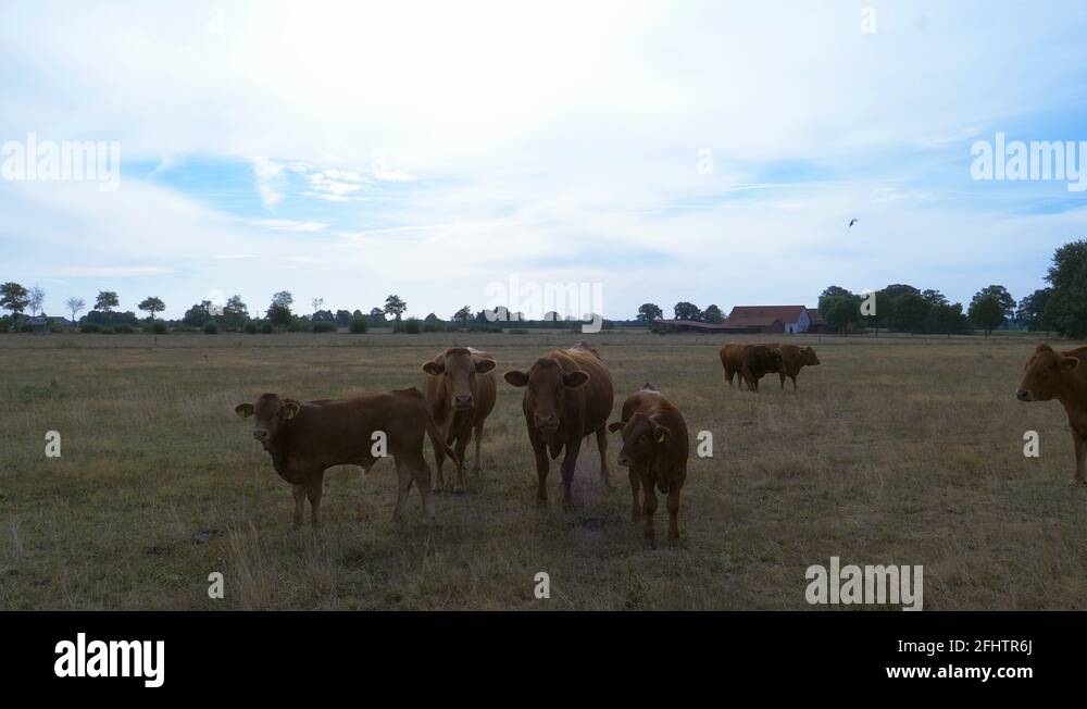 7 cows Stock Videos & Footage - HD and 4K Video Clips - Alamy