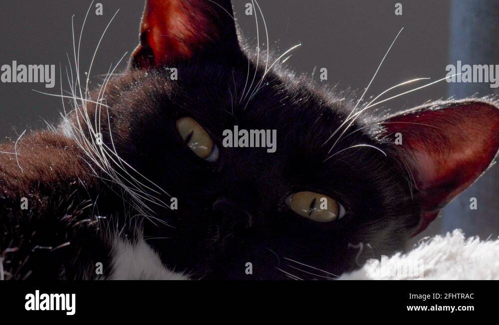 Meow cat Stock Videos & Footage - HD and 4K Video Clips - Alamy