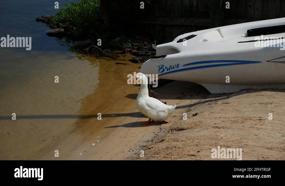 Beached animals Stock Videos & Footage - HD and 4K Video Clips - Alamy