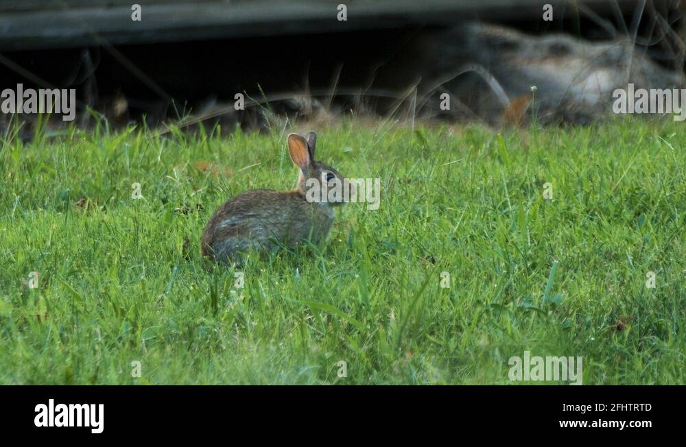 Wild animal eating rabbit Stock Videos & Footage - HD and 4K Video ...