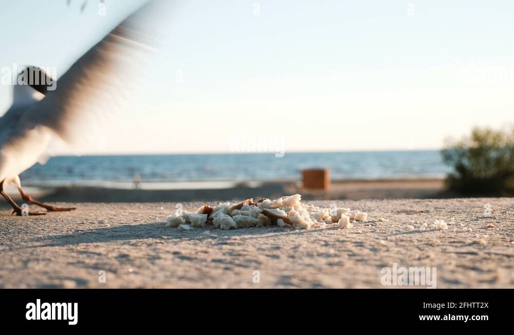 Greedy seagulls Stock Videos & Footage - HD and 4K Video Clips - Alamy