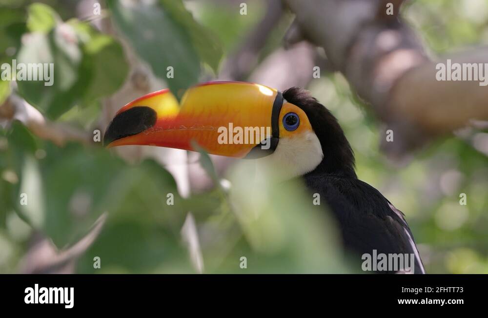 Toucan in tree Stock Videos & Footage - HD and 4K Video Clips - Alamy