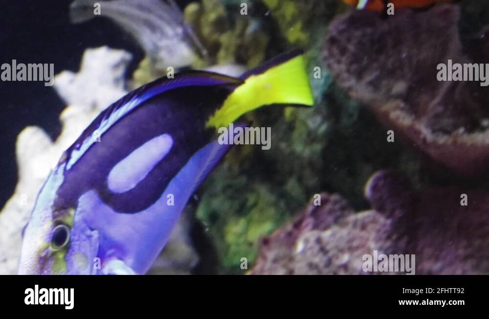 Smooth dory Stock Videos & Footage - HD and 4K Video Clips - Alamy