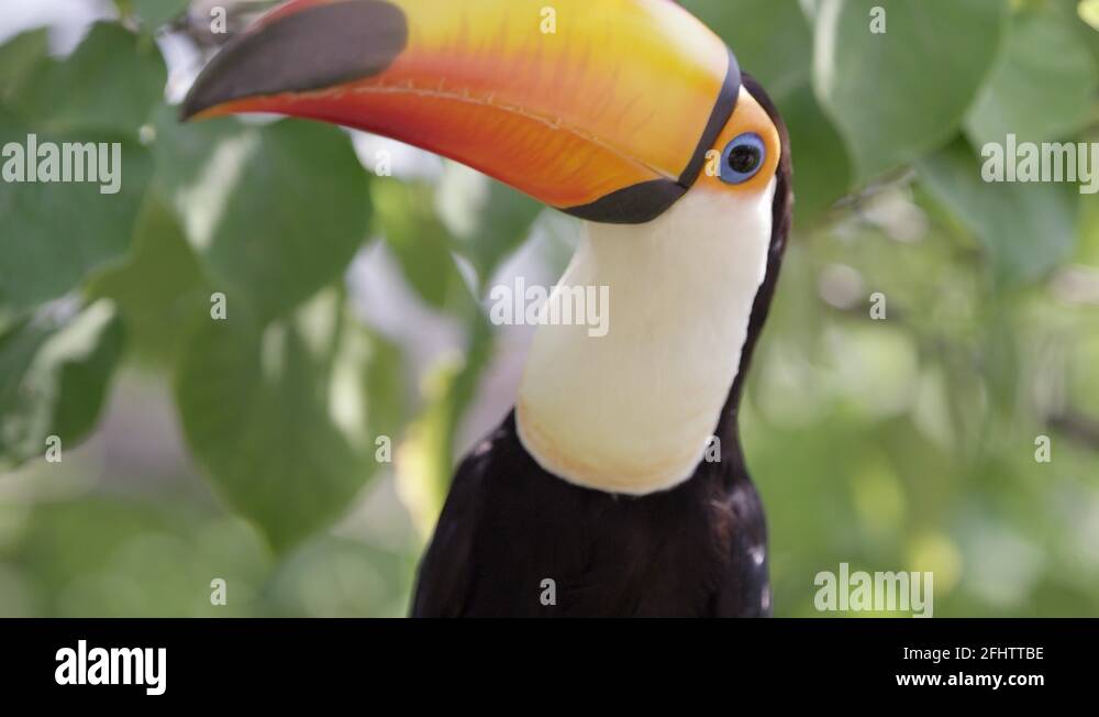 Toucan beak Stock Videos & Footage - HD and 4K Video Clips - Alamy