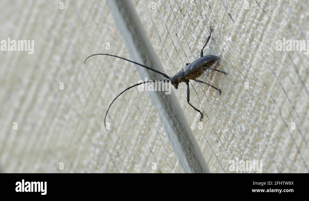 Horned beetle Stock Videos & Footage - HD and 4K Video Clips - Alamy