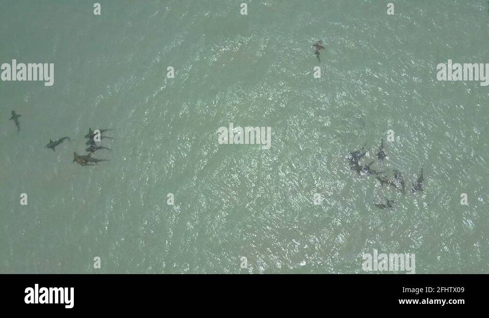 Requins requins Stock Videos & Footage - HD and 4K Video Clips - Alamy