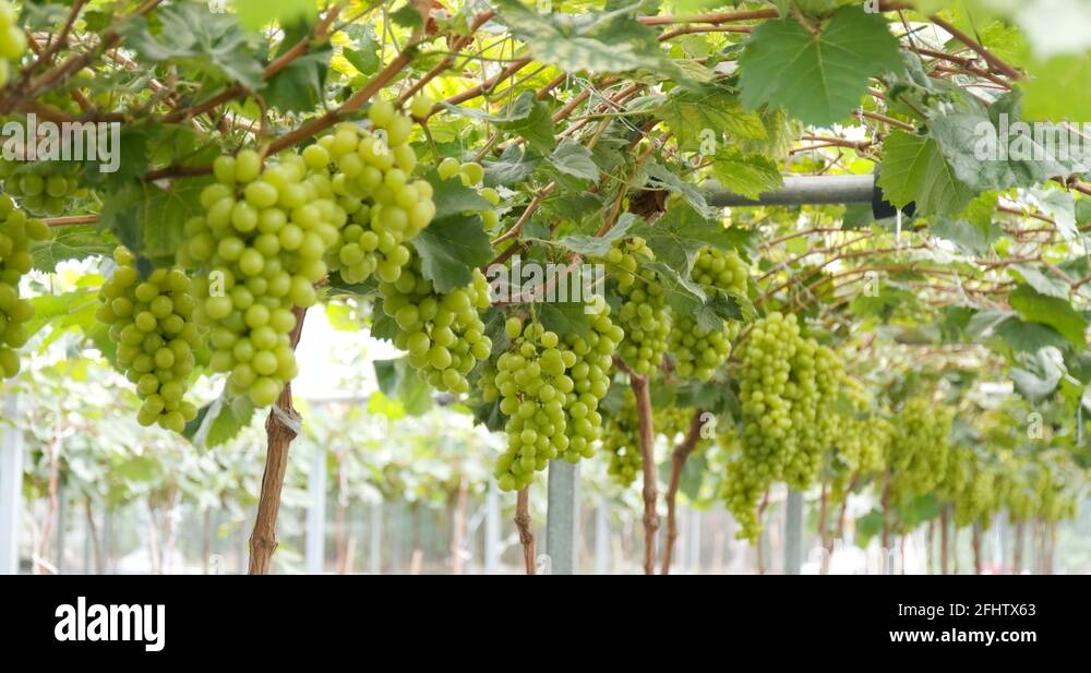 Grape farm Stock Videos & Footage - HD and 4K Video Clips - Alamy