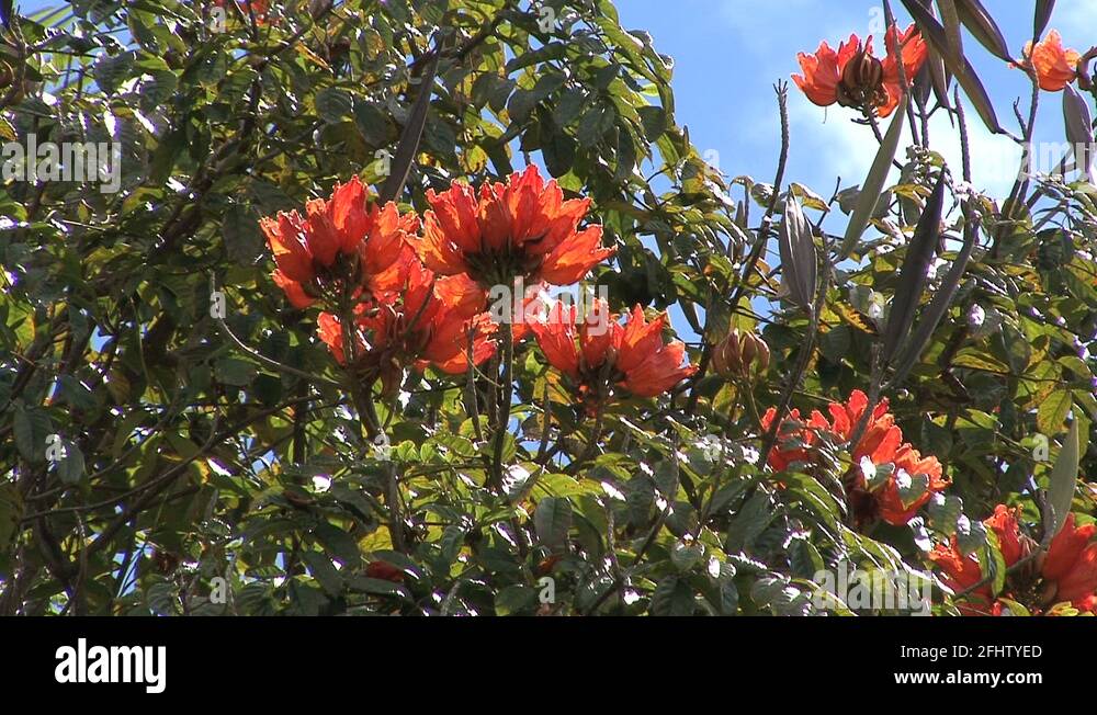 Tulip tree in bloom Stock Videos & Footage - HD and 4K Video Clips - Alamy