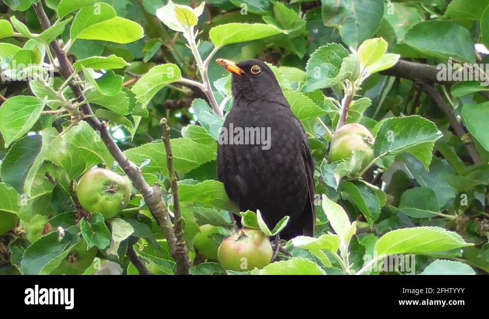 English apple tree Stock Videos & Footage - HD and 4K Video Clips - Alamy