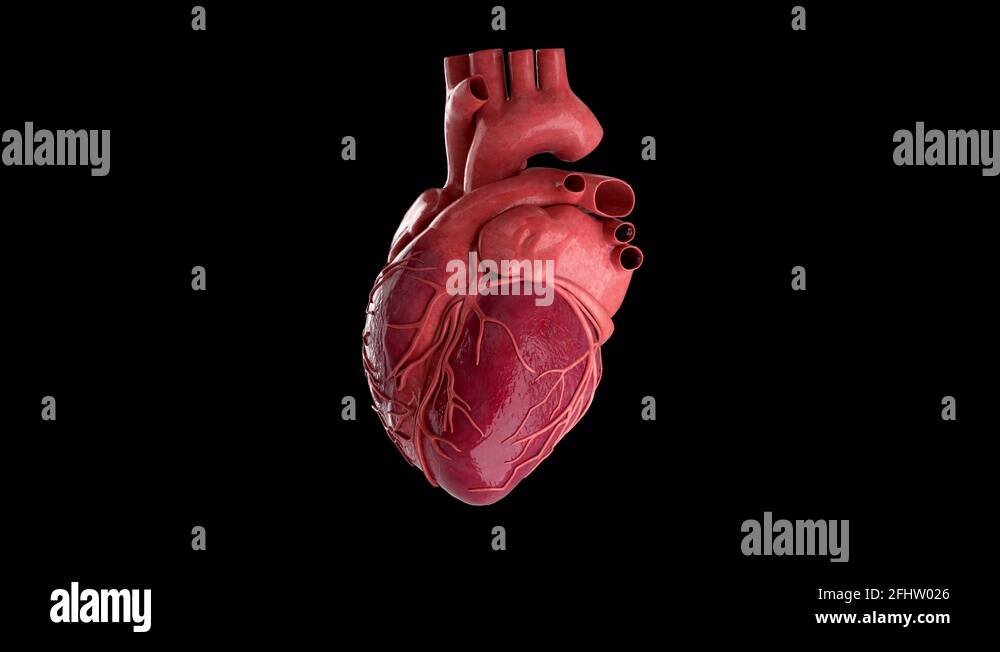 Human Heart Beating 4K Rotating Seamless Loop on Black with Luma Matte ...