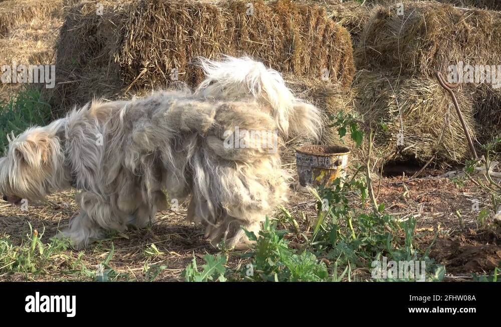 Disheveled dog Stock Videos & Footage - HD and 4K Video Clips - Alamy