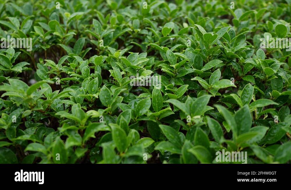 Water sprout Stock Videos & Footage - HD and 4K Video Clips - Alamy