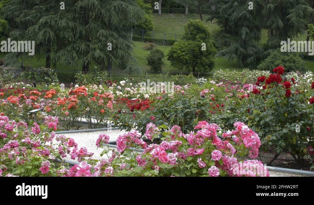 Rose flower big image Stock Videos & Footage - HD and 4K Video Clips ...