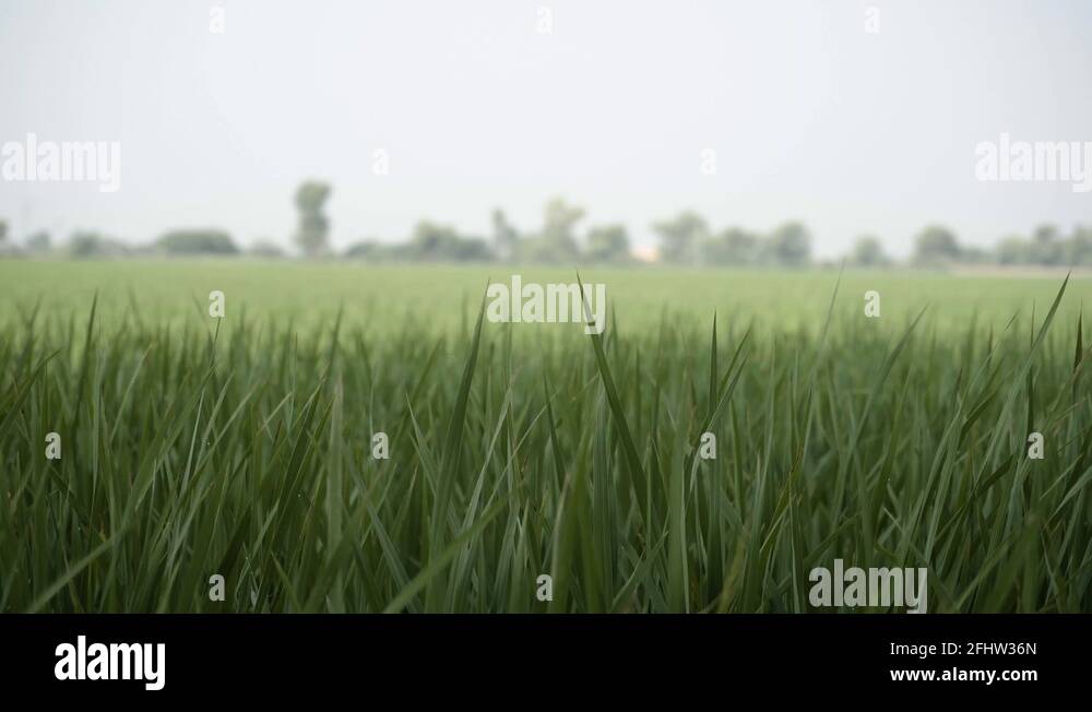 Dangling leaves Stock Videos & Footage - HD and 4K Video Clips - Alamy