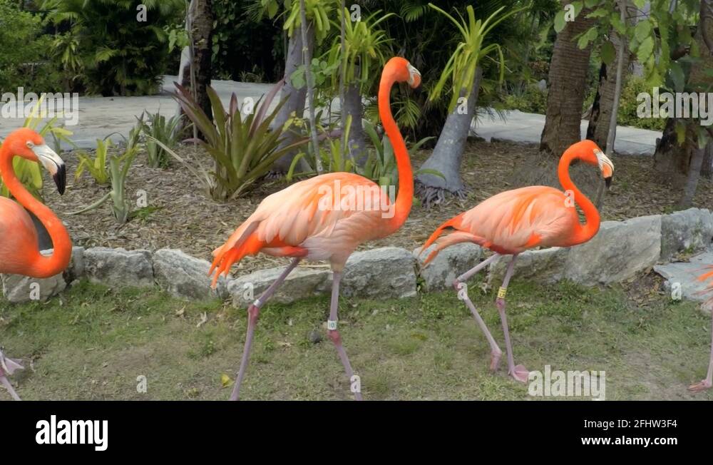Flamingo gardens Stock Videos & Footage - HD and 4K Video Clips - Alamy