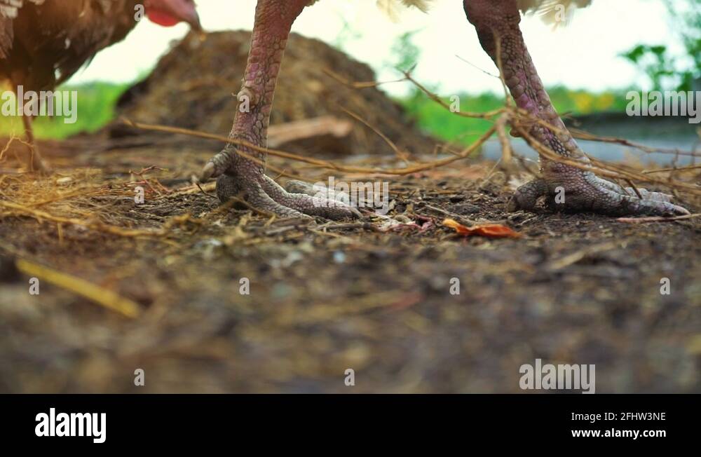 Birds feet Stock Videos & Footage - HD and 4K Video Clips - Alamy