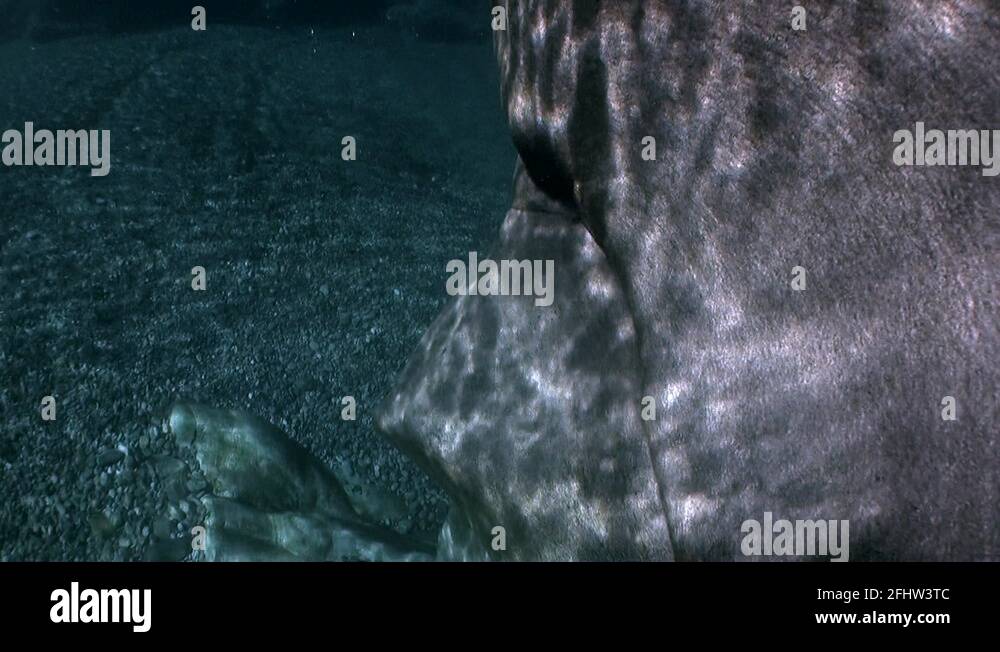 Refraction of sunlight underwater on smooth stones of river Verzasca ...