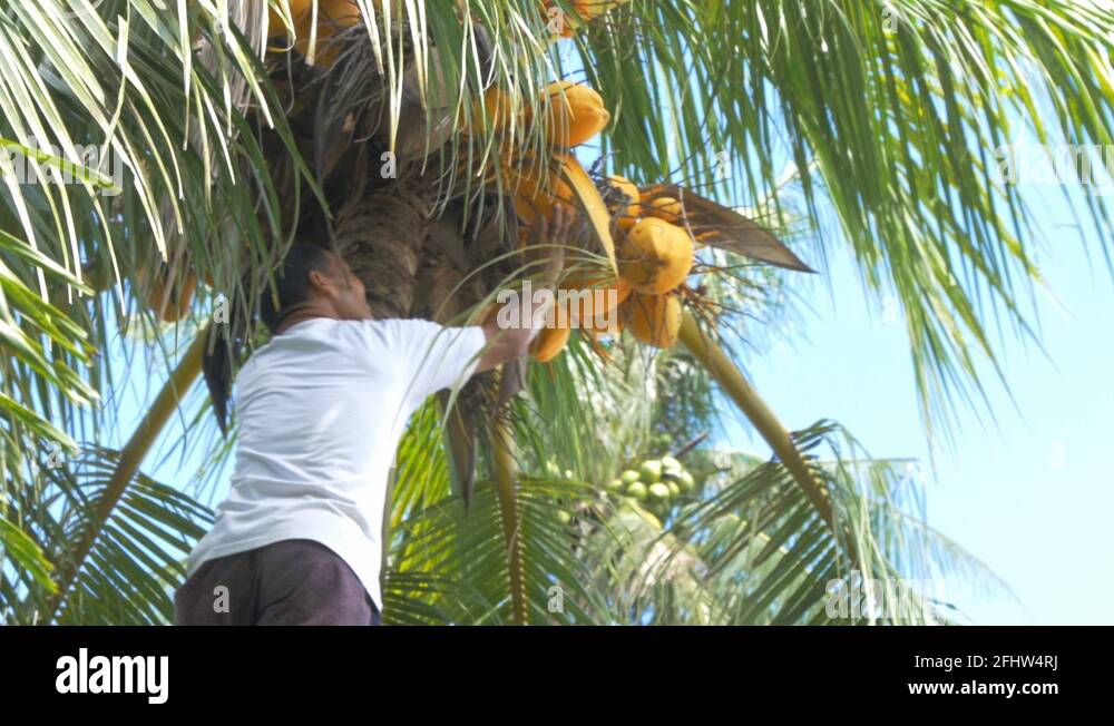 Coconuts philippines Stock Videos & Footage - HD and 4K Video Clips - Alamy