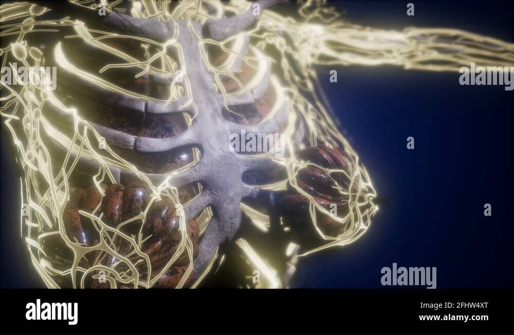 Human Body with Glow Blood Vessels Stock Video Footage - Alamy