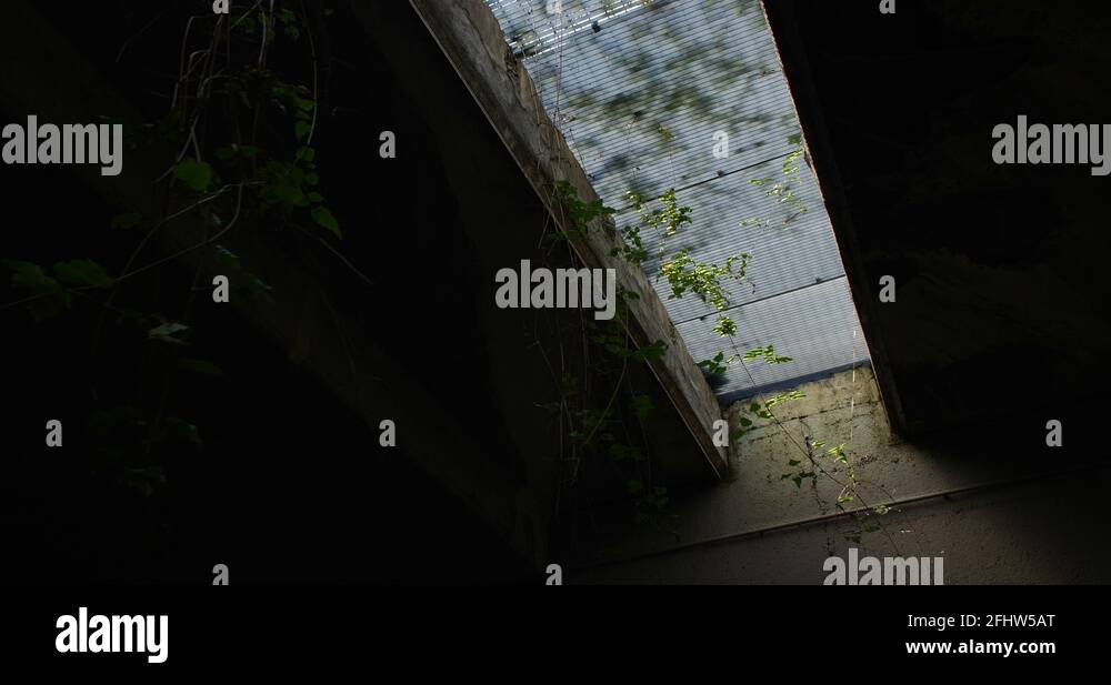 plants growing inside a tunnel with a ray of light Stock Video Footage ...