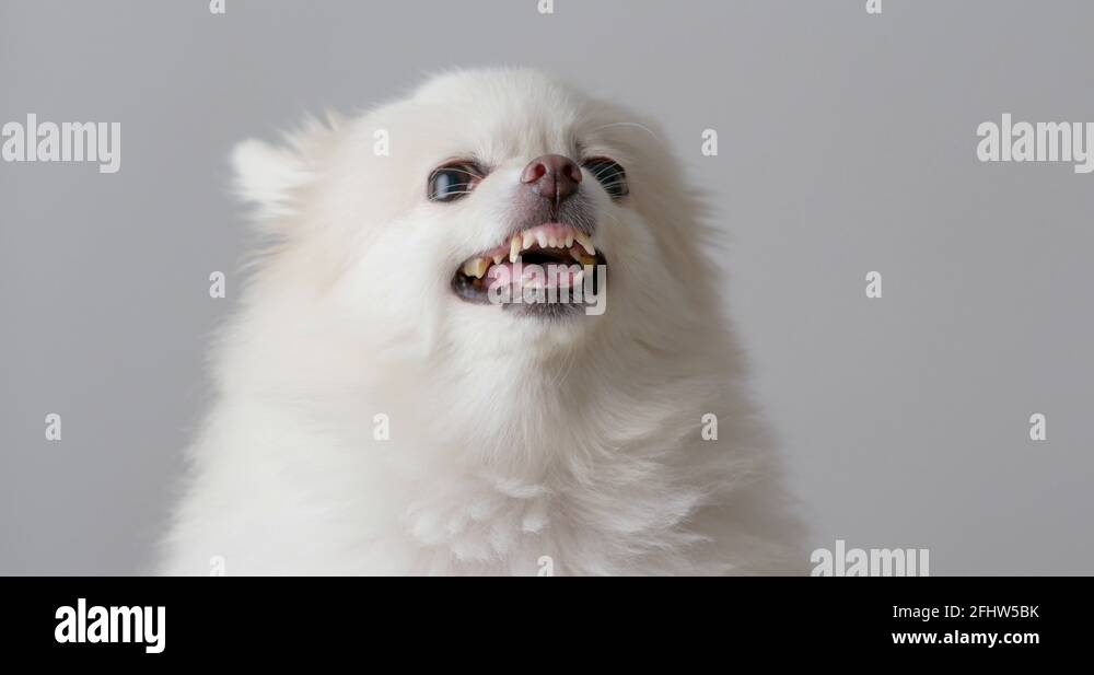 Pomeranian dog angry Stock Video Footage - Alamy