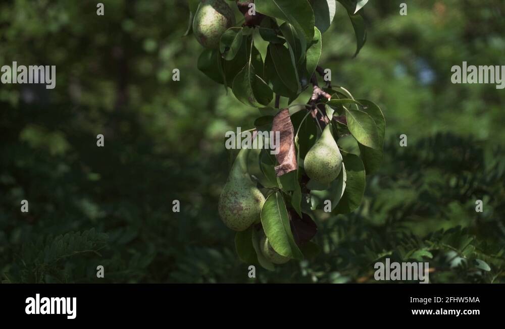 Lush fruit Stock Videos & Footage - HD and 4K Video Clips - Alamy